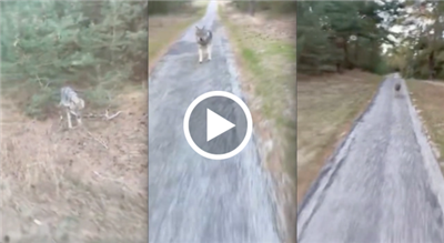 Wolf leaps out of the trees and chases cyclist in Heart stopping footage